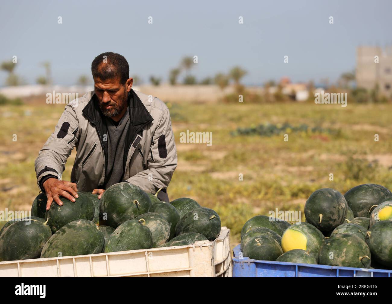 220509 -- GAZA, May 9, 2022 -- A man harvests watermelons in a field in ...