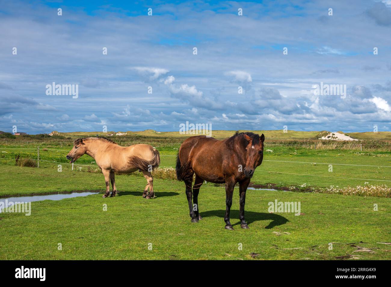 Pferde auf einer Koppel am Deich in Norddorf auf der Insel Amrum Stock ...