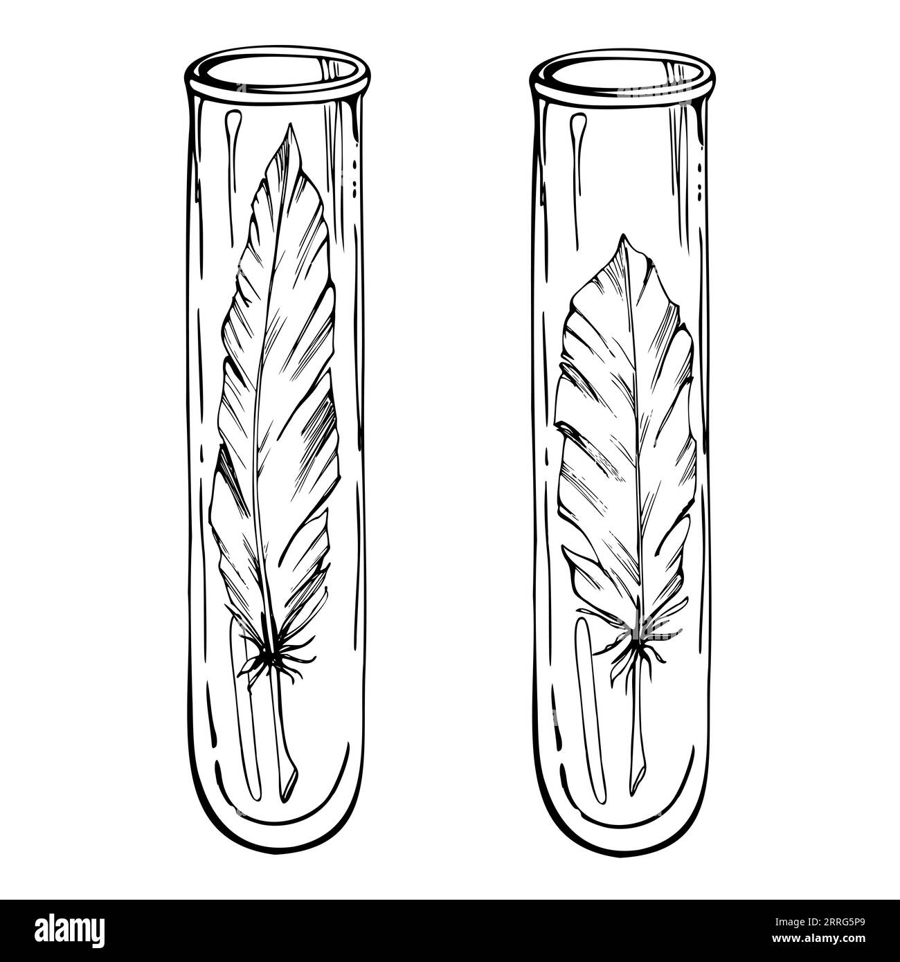 Hand drawn ink vector glass vial test tube with bird feather. Sketch ...