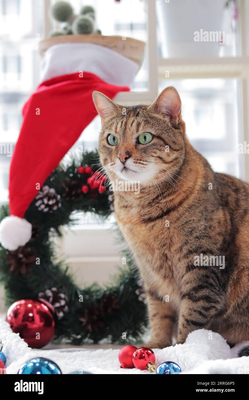 Cat with Christmas toys for decoration. Cat on a Christmas background ...