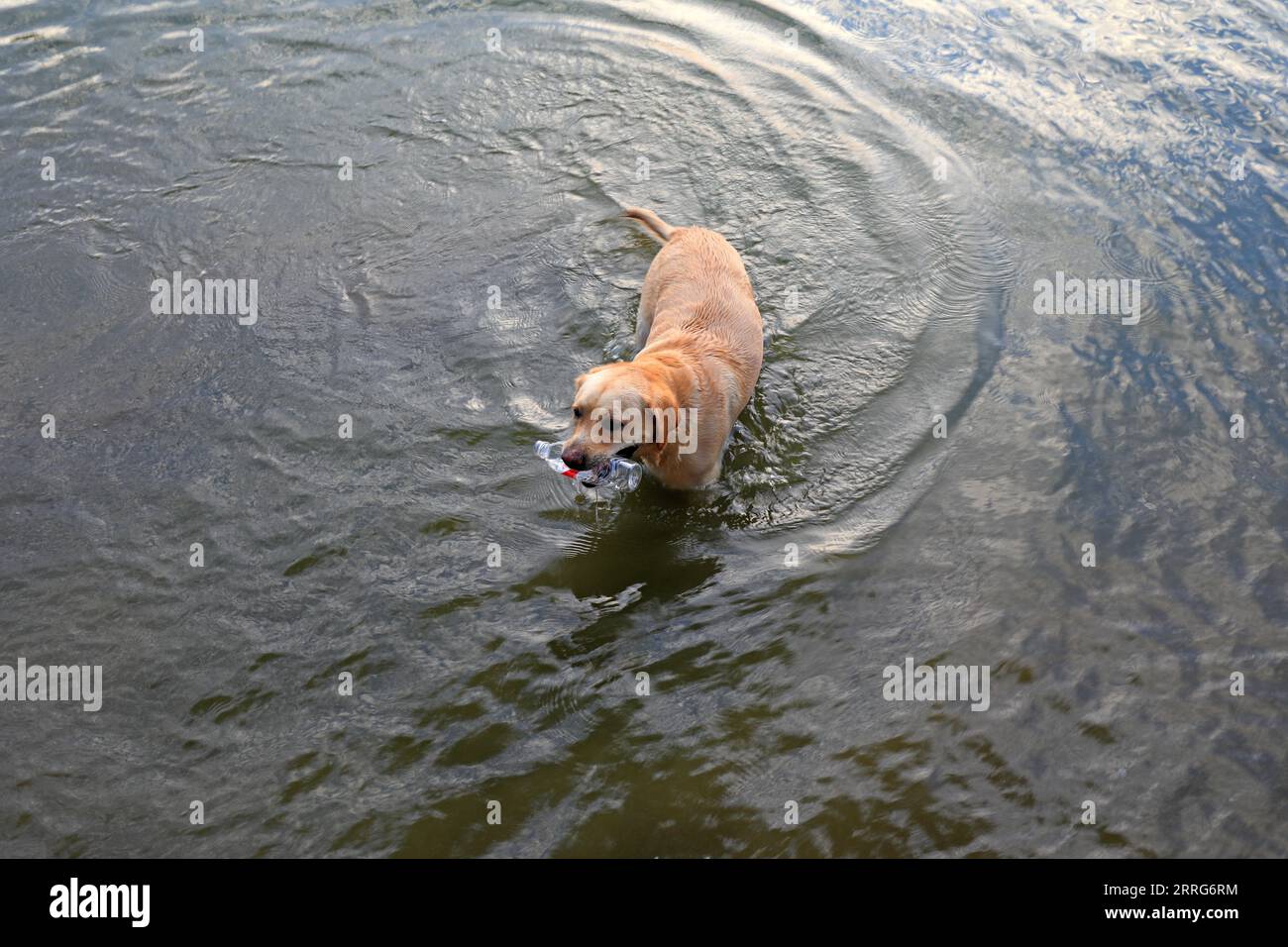 A pet dog bites a plastic bottle and swims in the water, North China ...
