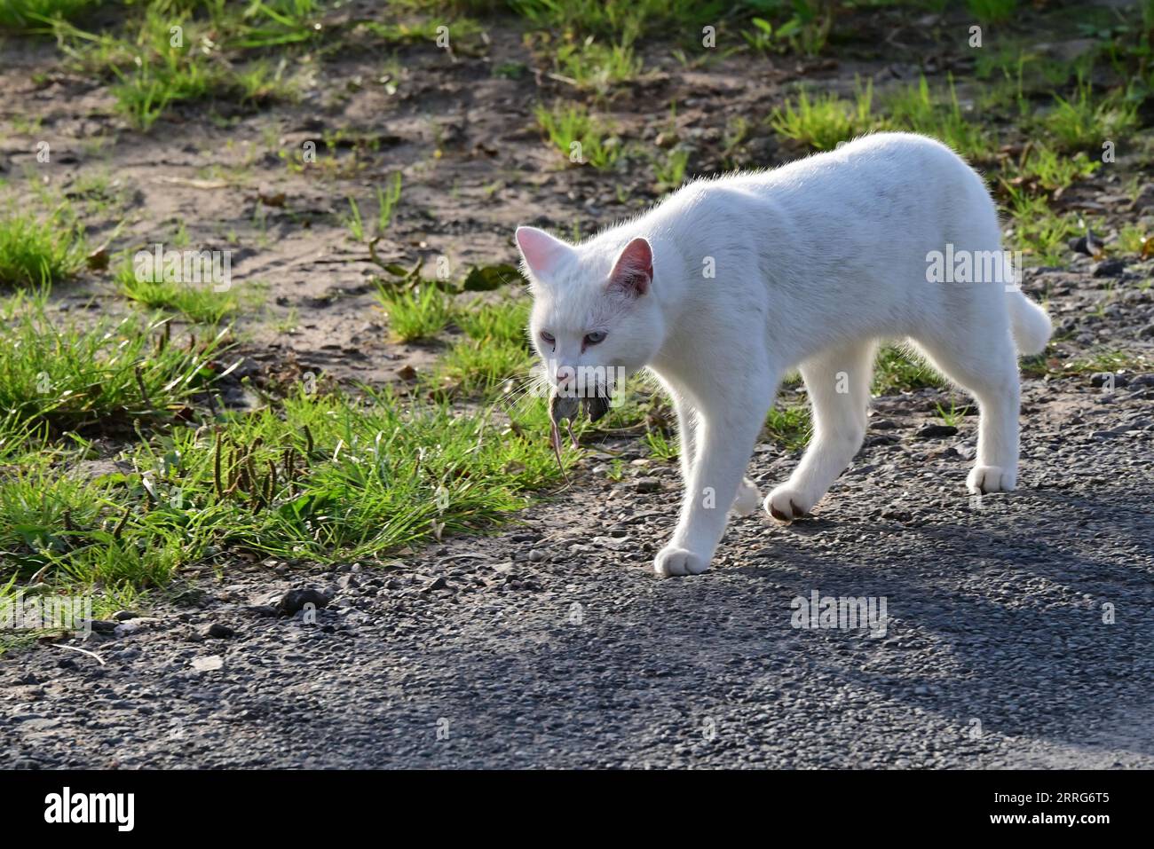 Around the UK - Olaf ,a white coloured countryside cat with a field ...