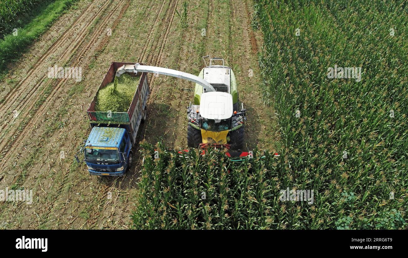 The harvester is harvesting the corn in the field, North China Stock ...