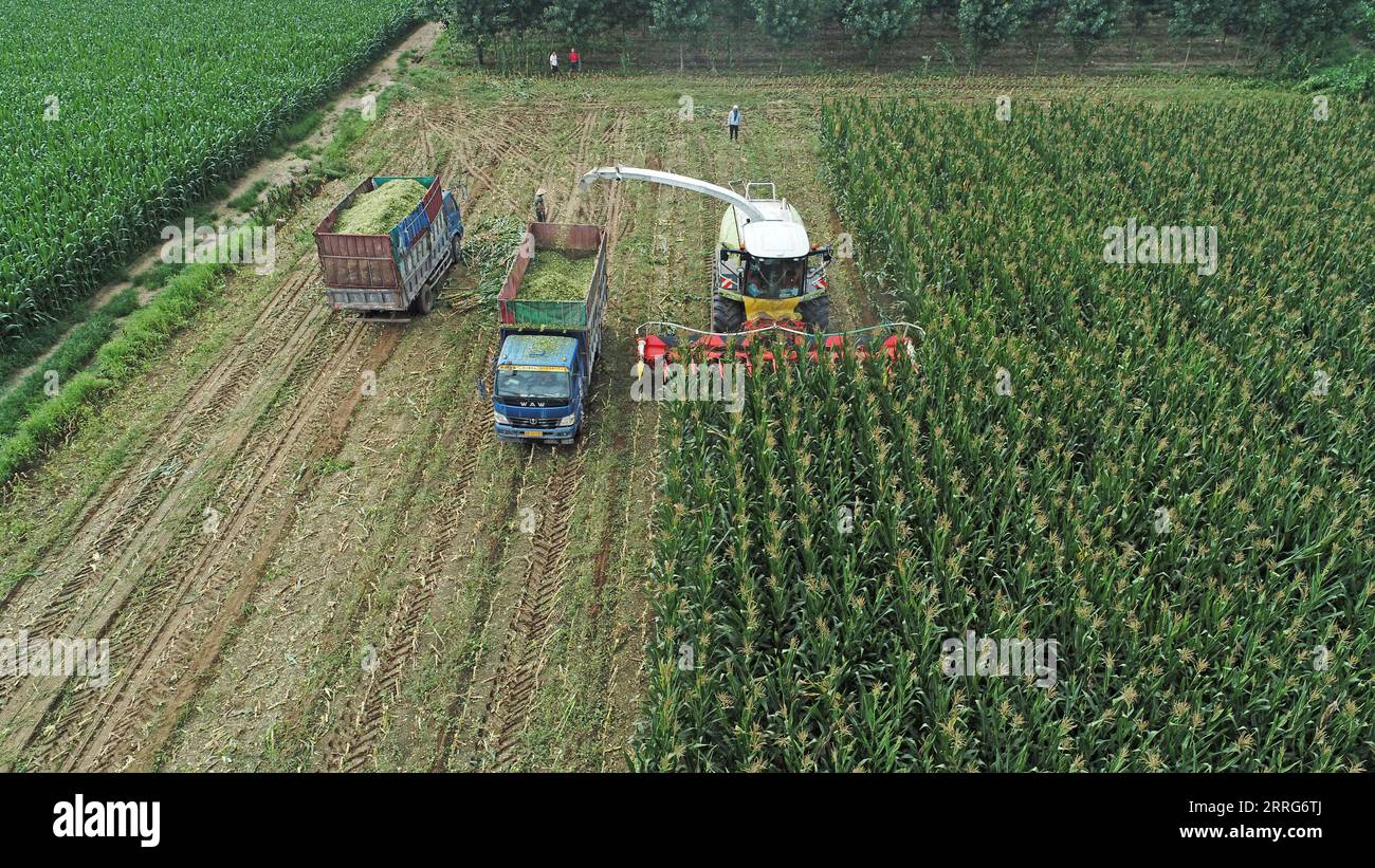 The harvester is harvesting the corn in the field, North China Stock ...