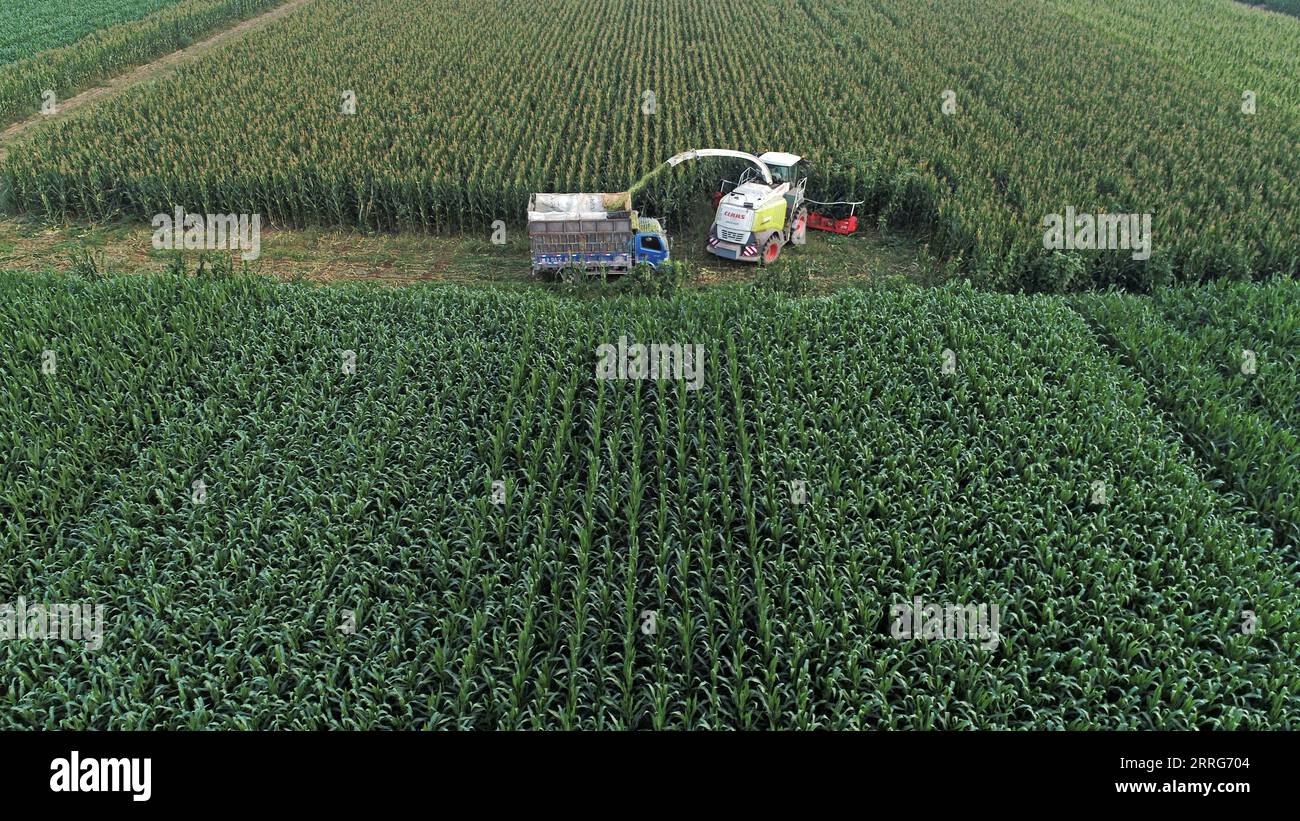 The harvester is harvesting the corn in the field, North China Stock ...