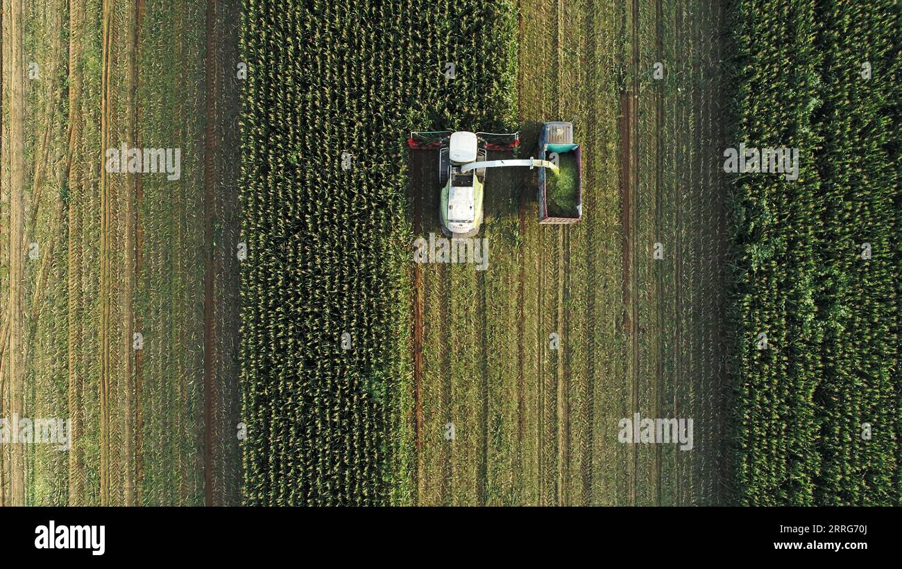 The harvester is harvesting the corn in the field, North China Stock ...
