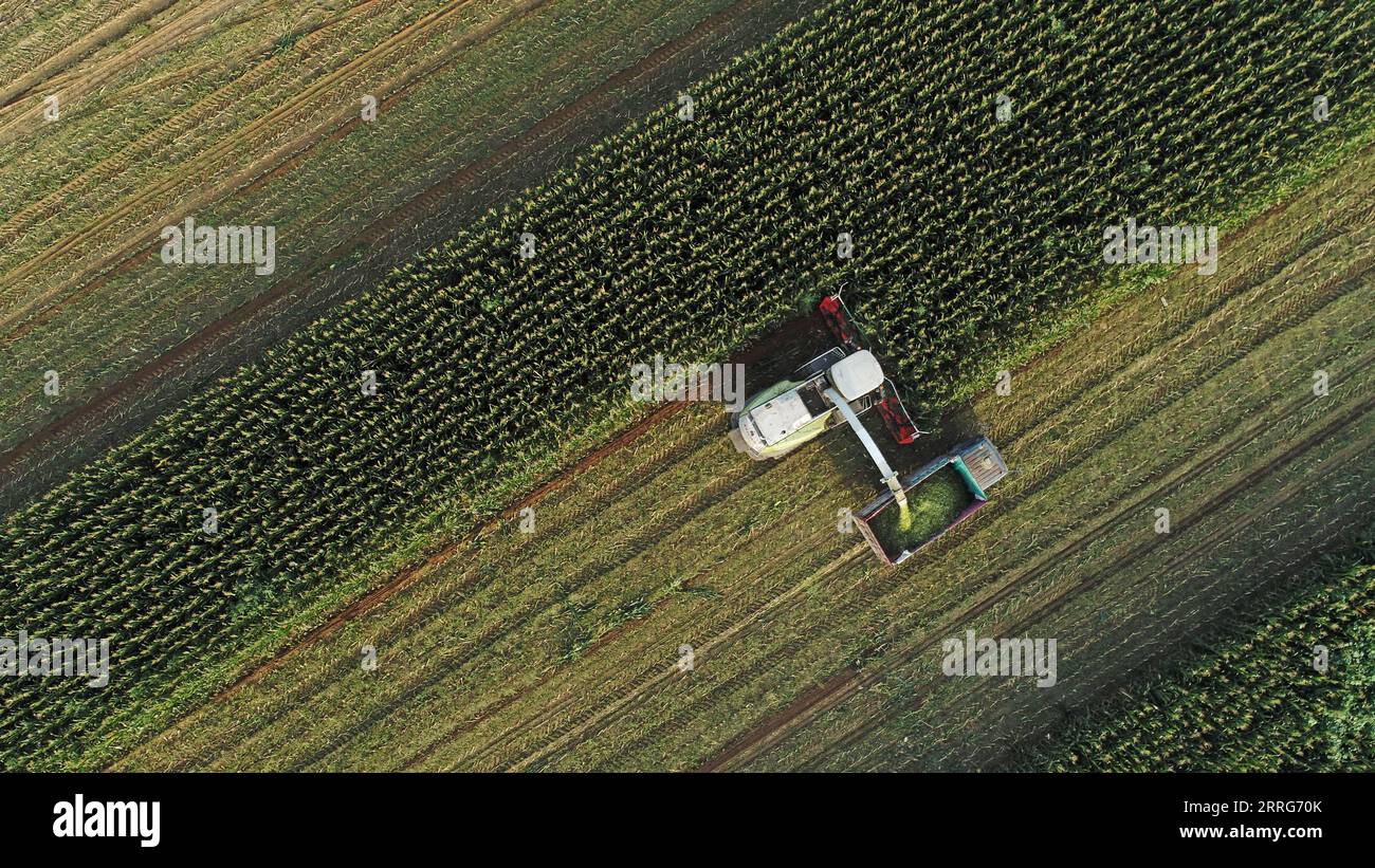 The harvester is harvesting the corn in the field, North China Stock ...