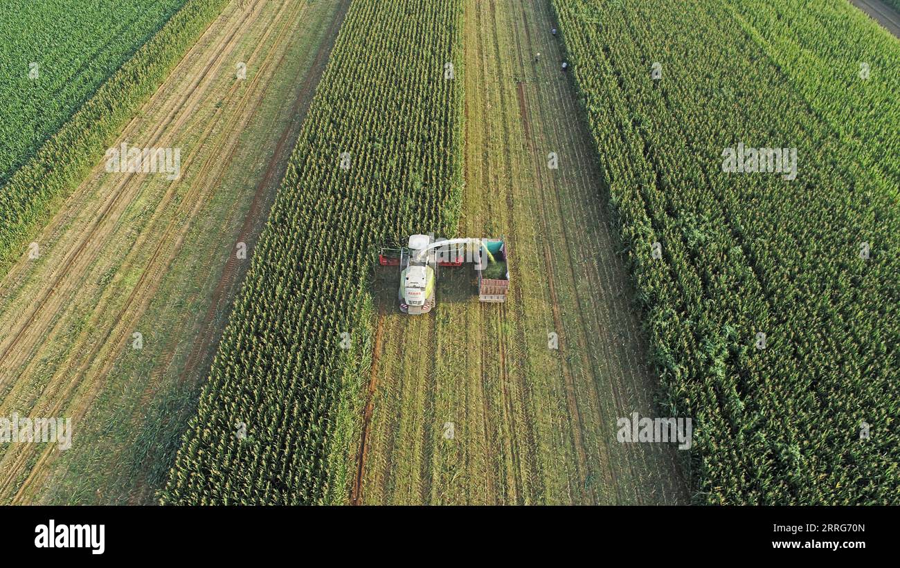 The harvester is harvesting the corn in the field, North China Stock ...