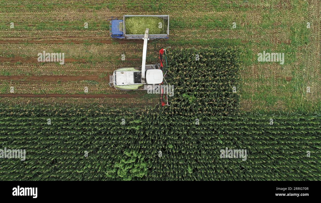The harvester is harvesting the corn in the field, North China Stock ...