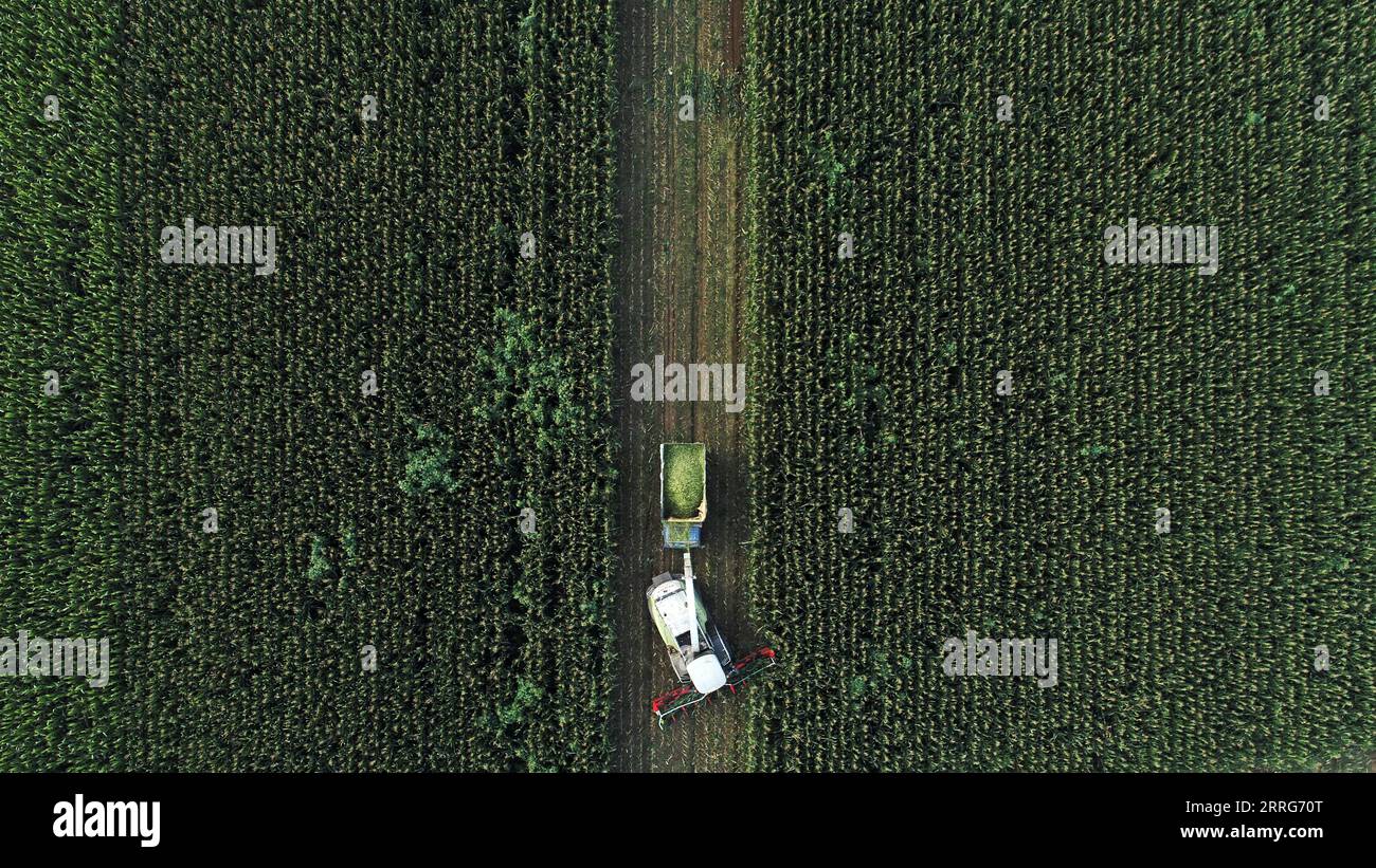 The harvester is harvesting the corn in the field, North China Stock ...