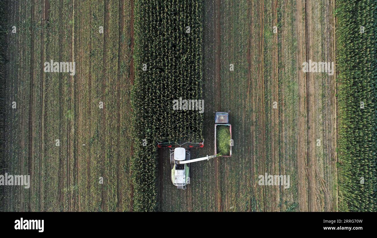 The harvester is harvesting the corn in the field, North China Stock ...