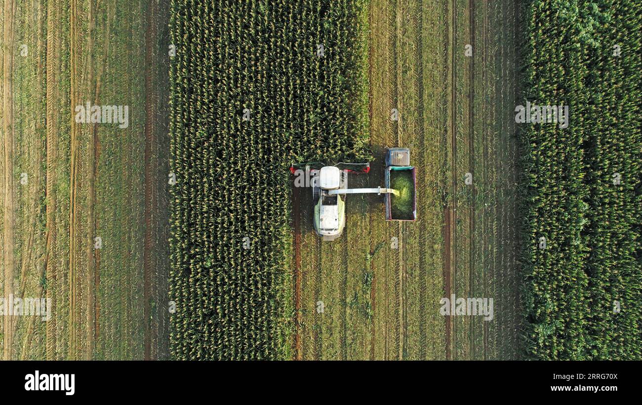 The harvester is harvesting the corn in the field, North China Stock ...