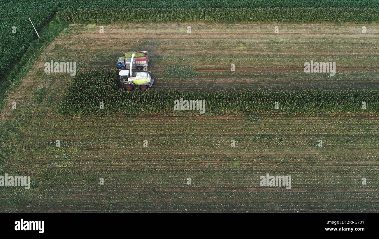 The harvester is harvesting the corn in the field, North China Stock ...