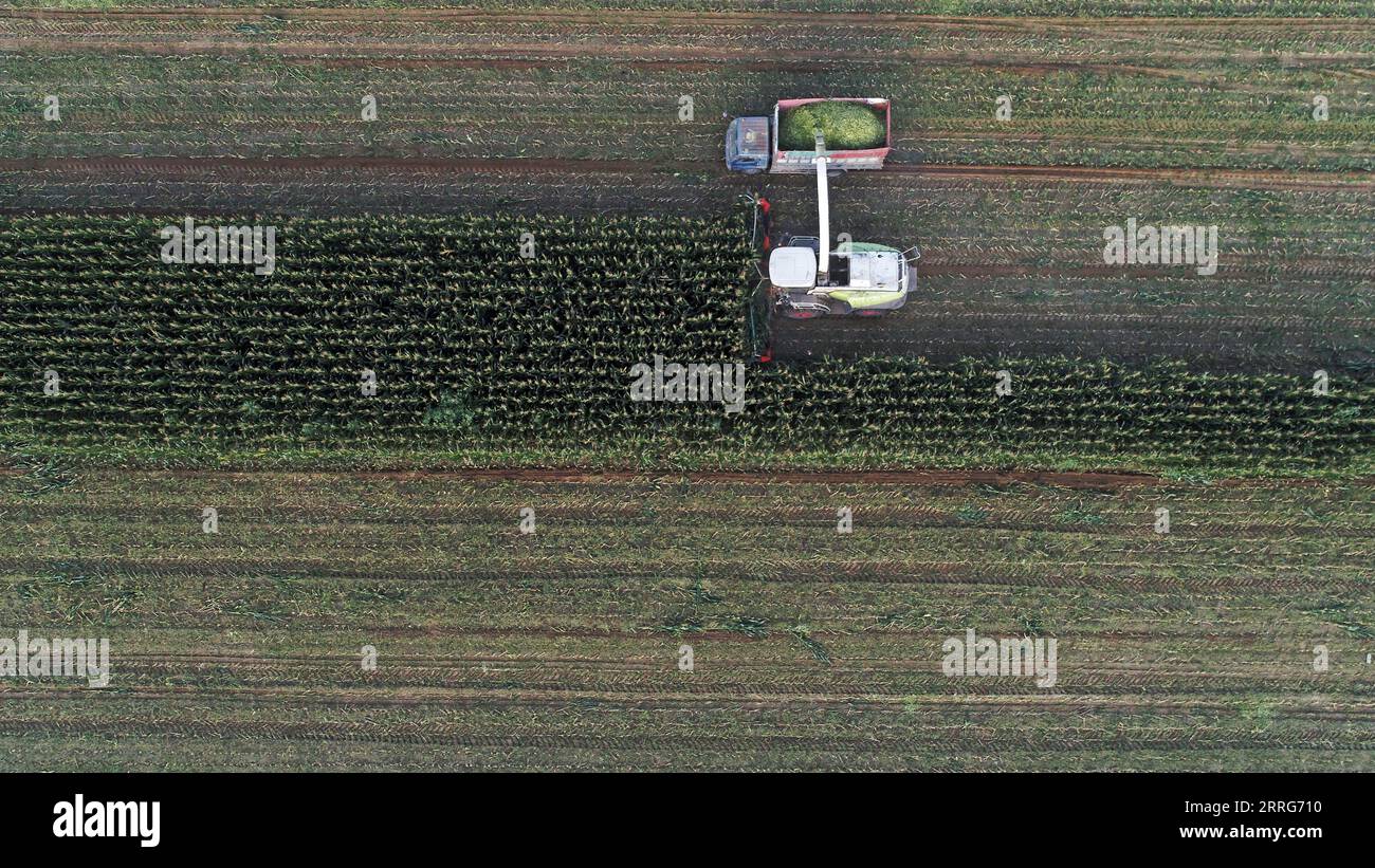 The harvester is harvesting the corn in the field, North China Stock ...