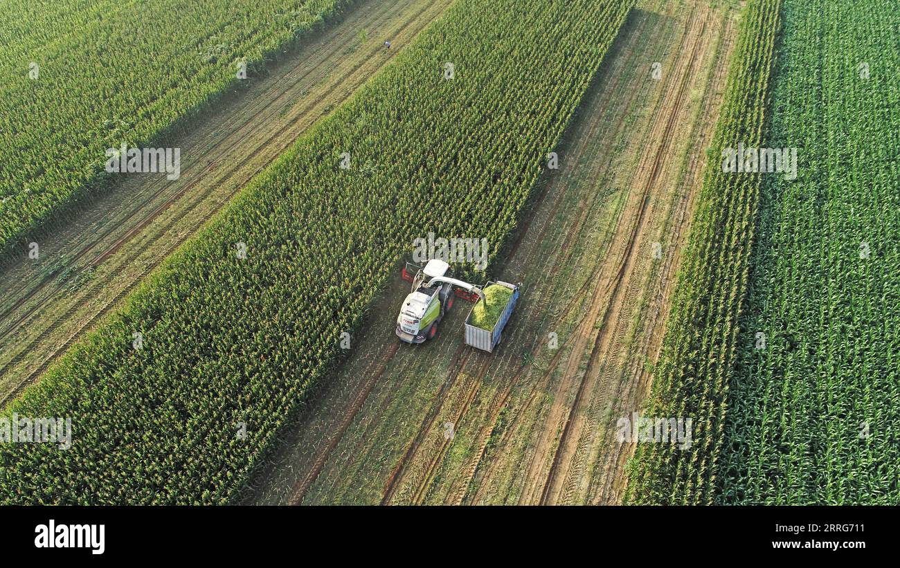 The harvester is harvesting the corn in the field, North China Stock ...