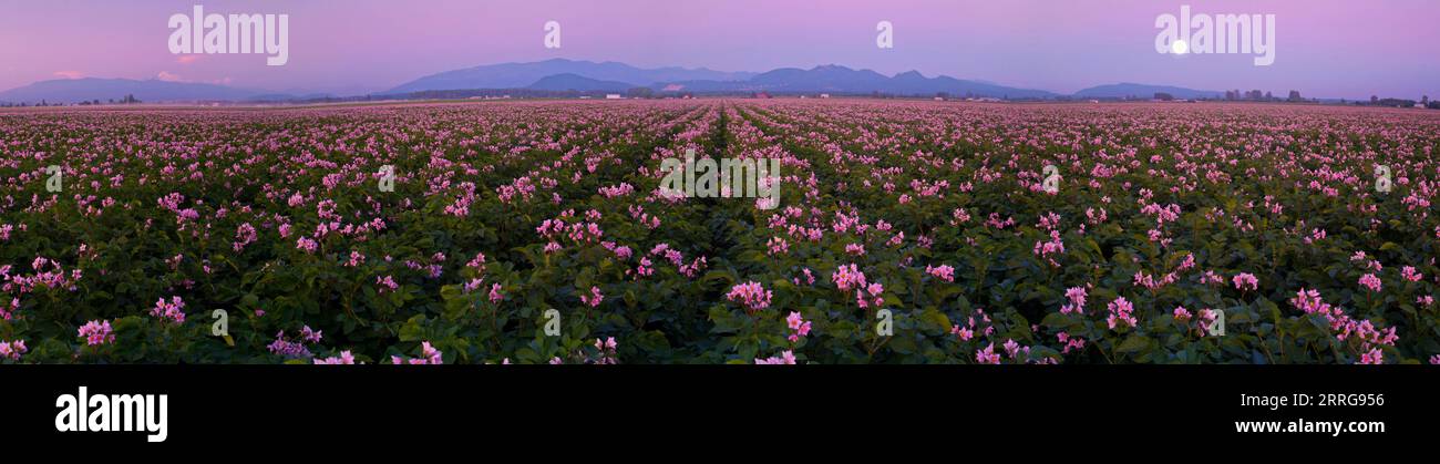 Raspberry crop in bloom at sunset in Skagit Valley, Washington, USA ...
