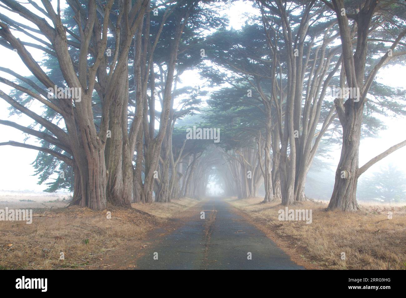 Early morning fog along a road lined in Cypress Tress in the Point ...