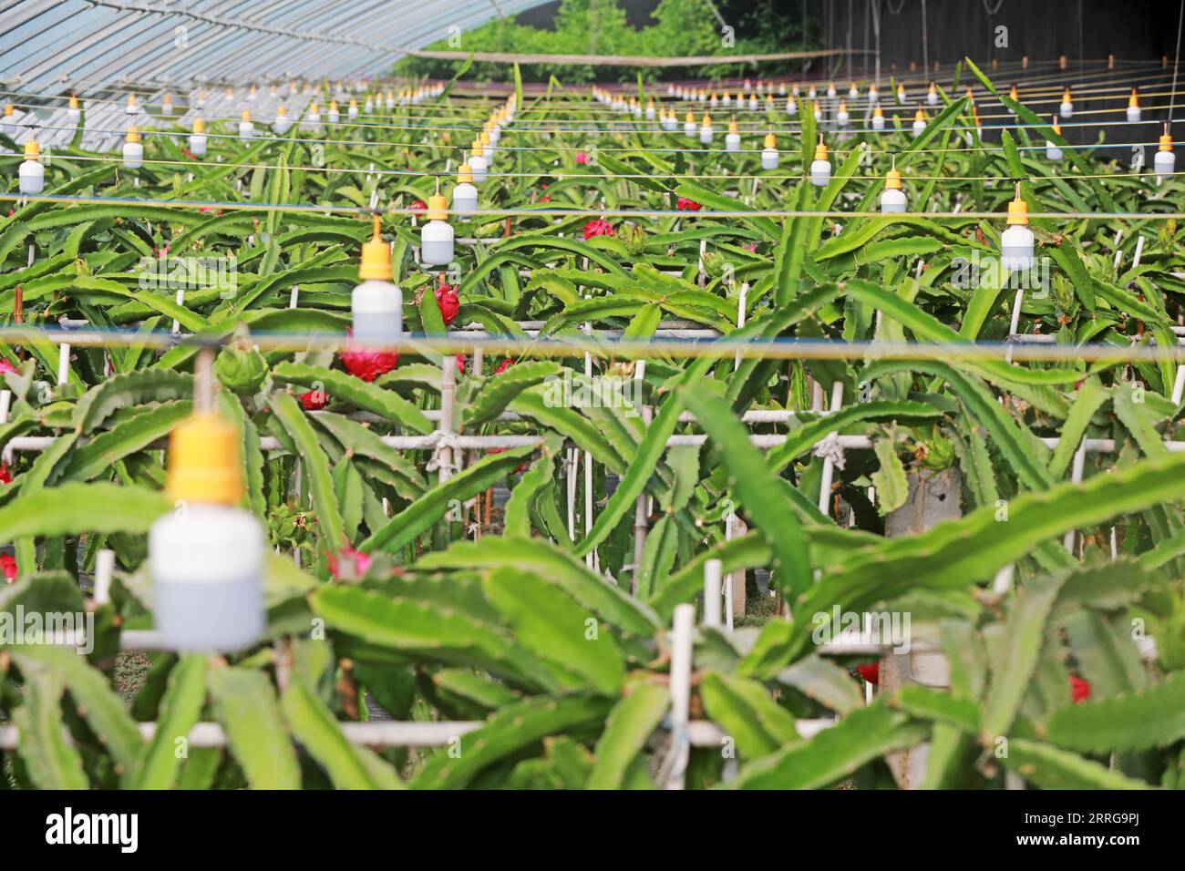 Vigorous growth of Pitaya in the plantation, North China Stock Photo ...