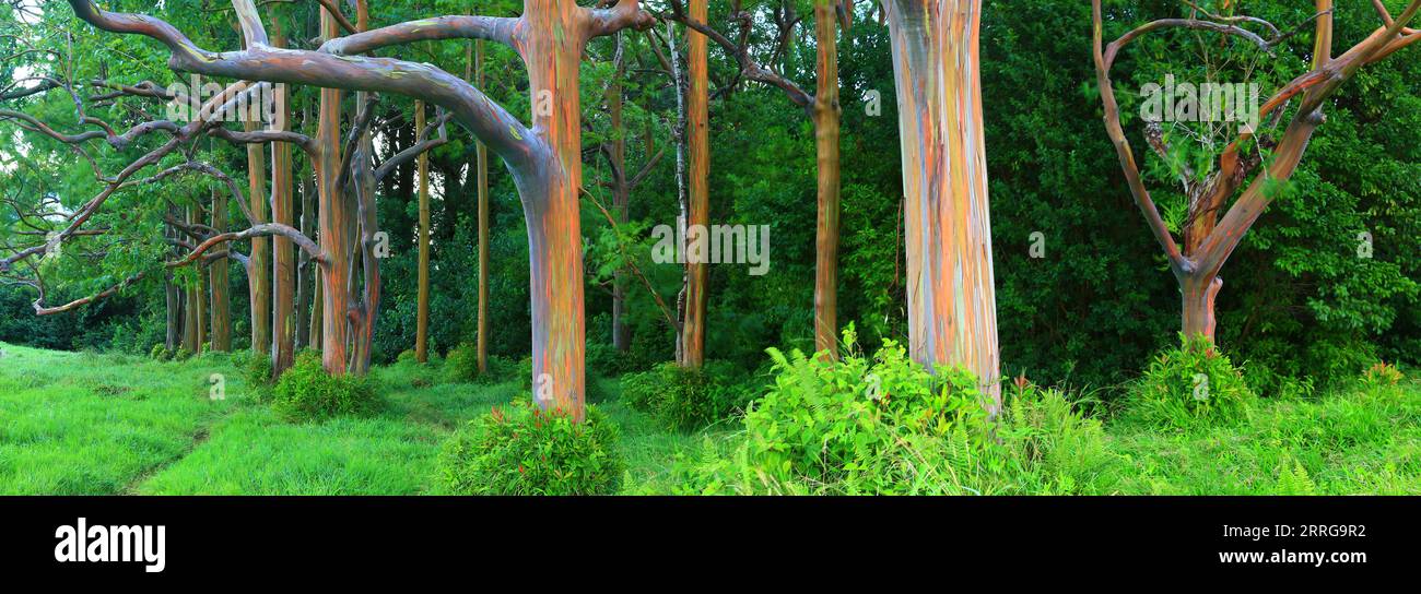 Painted eucalyptus tree hi-res stock photography and images - Alamy