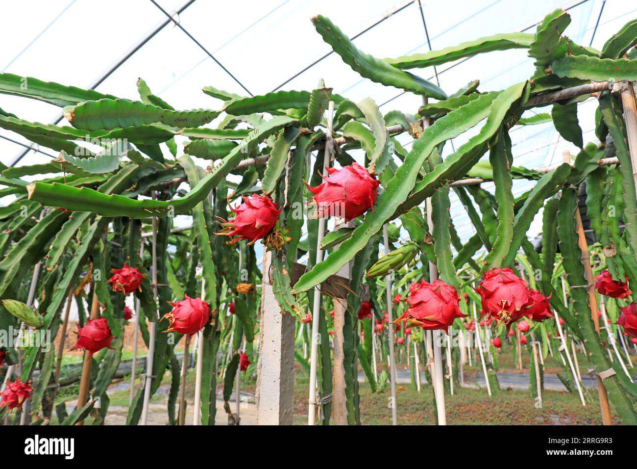 Vigorous growth of Pitaya in the plantation, North China Stock Photo ...