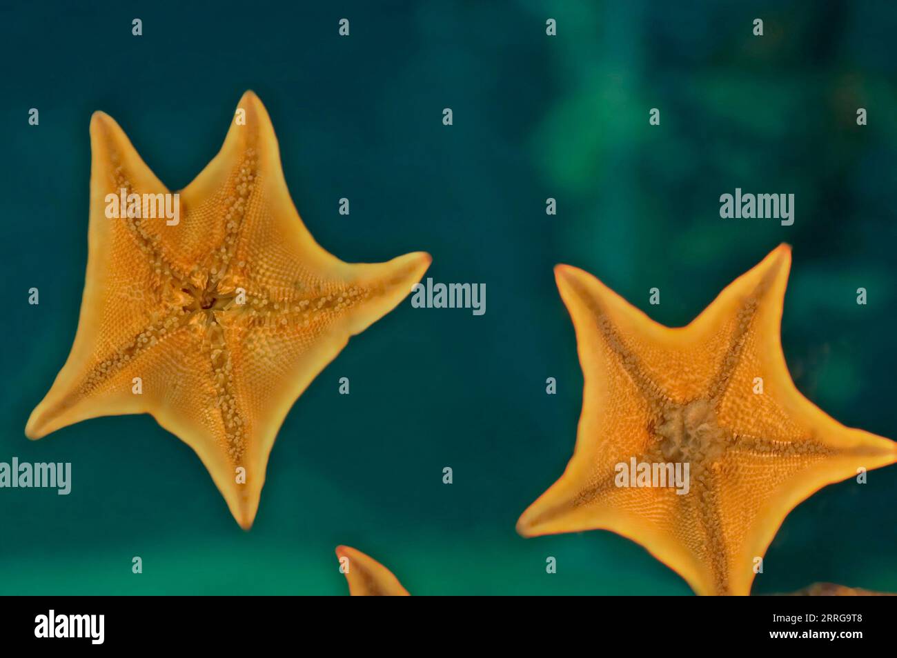 Bat star underwater hi-res stock photography and images - Alamy