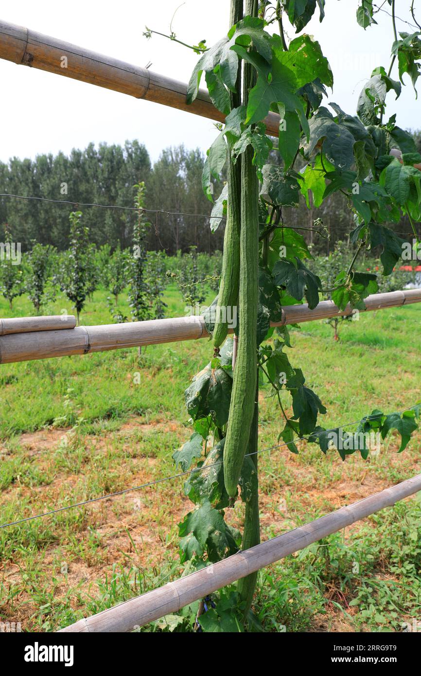 Wooden fruit frame trellis hi-res stock photography and images - Alamy