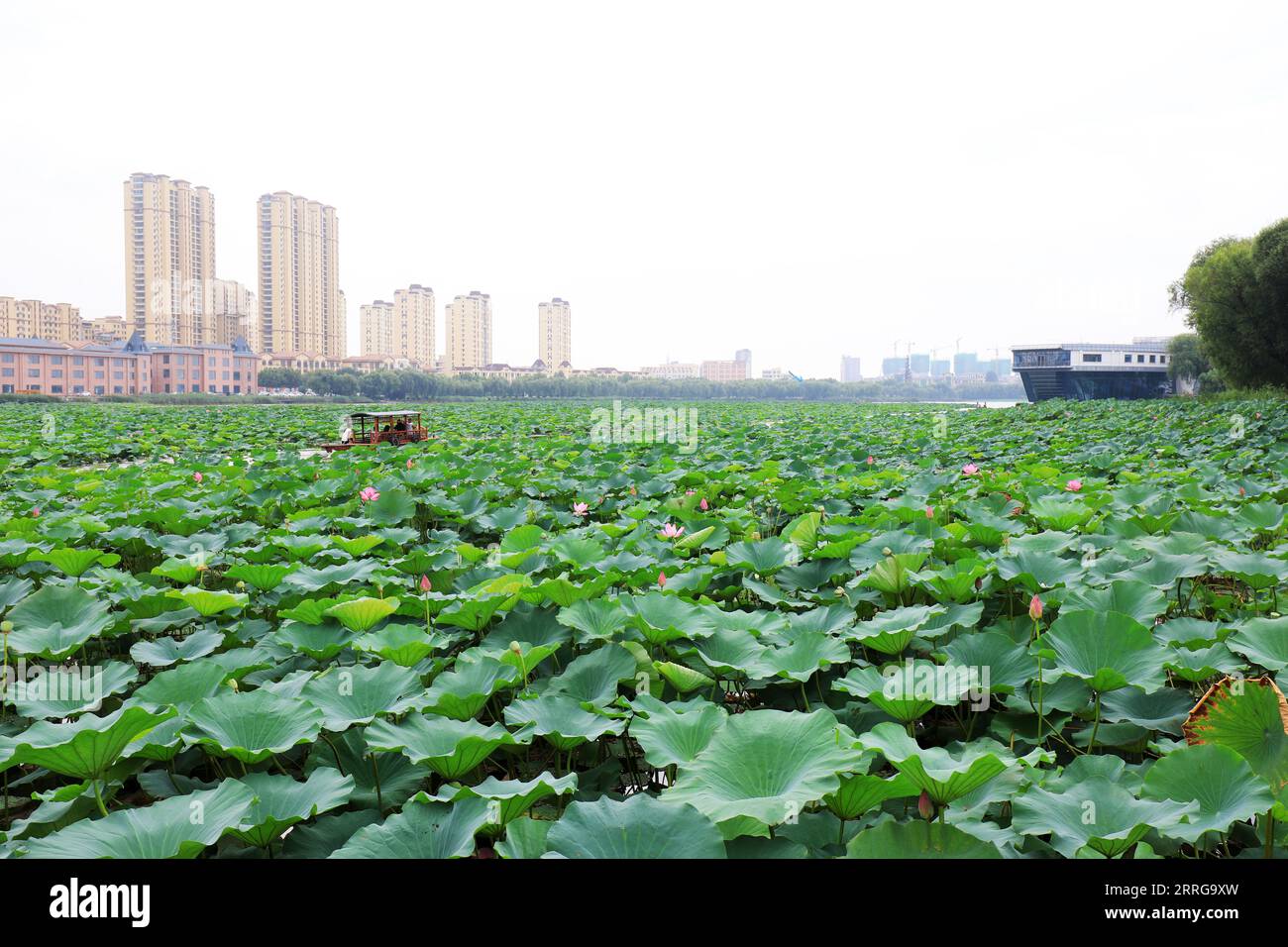 Green plants and distant high-rise buildings, North China Stock Photo ...