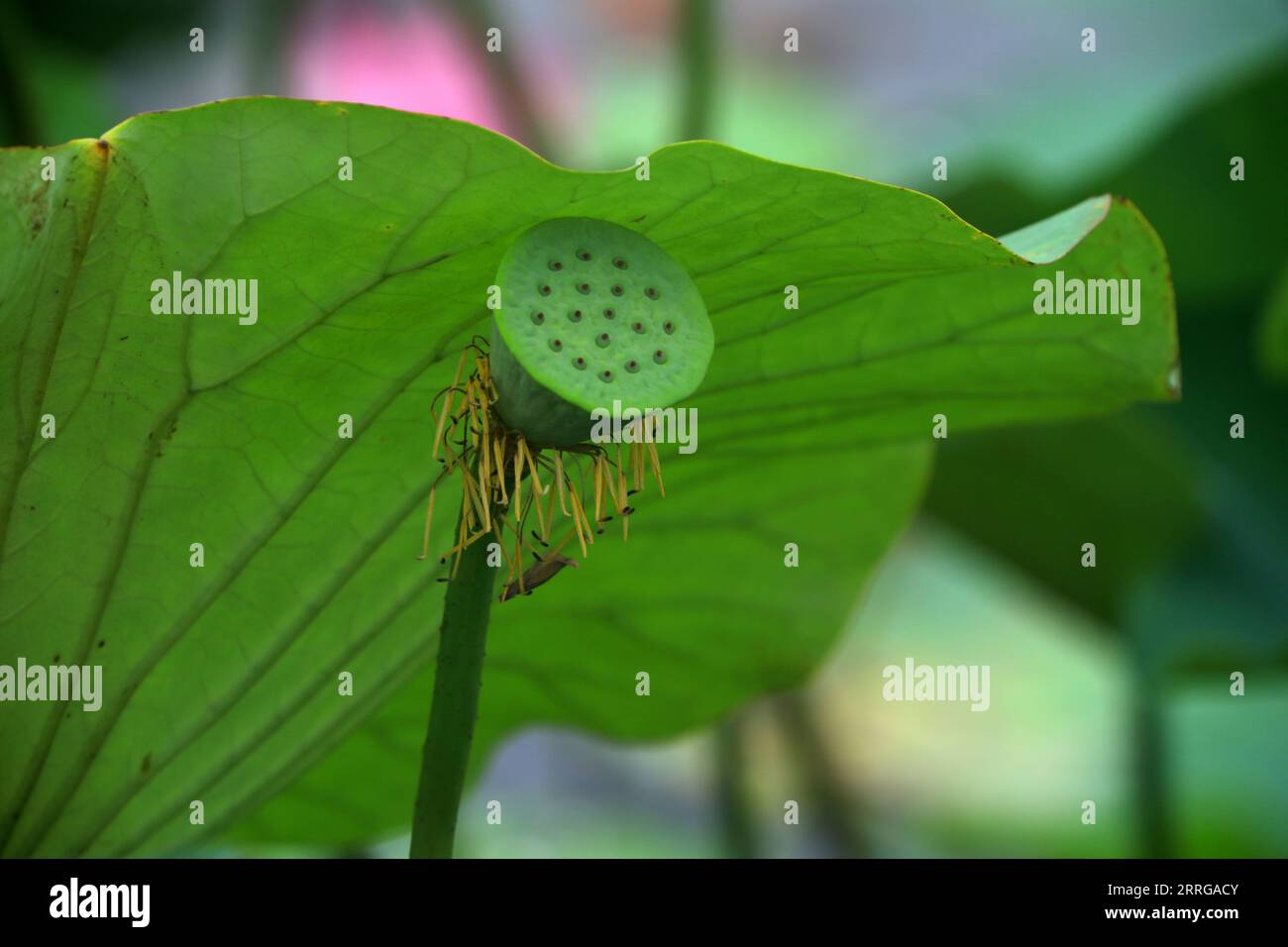 Lotus fruit in the pond, North China Stock Photo - Alamy