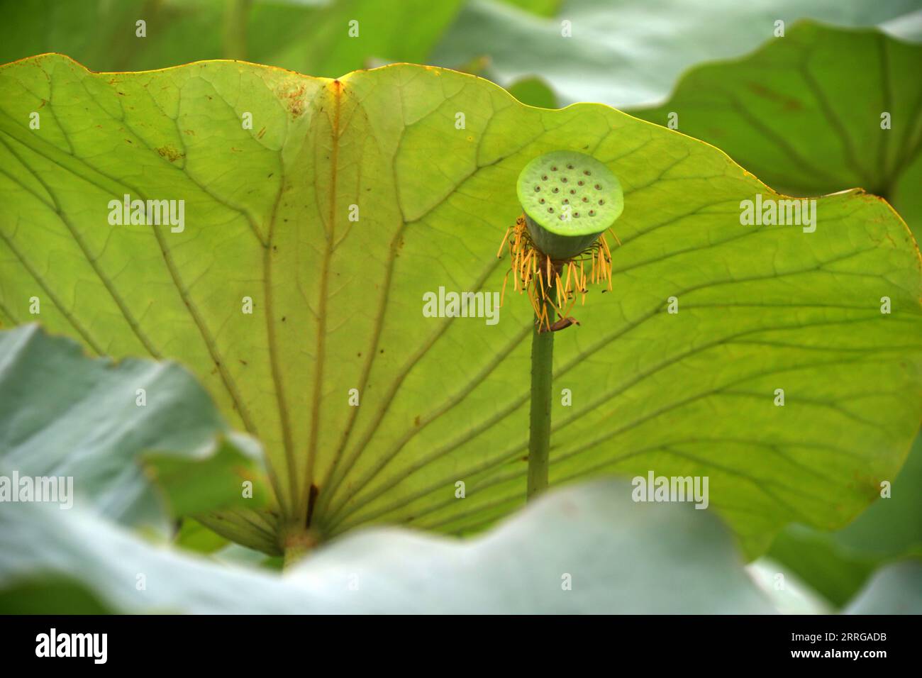 Lotus fruit hi-res stock photography and images - Alamy