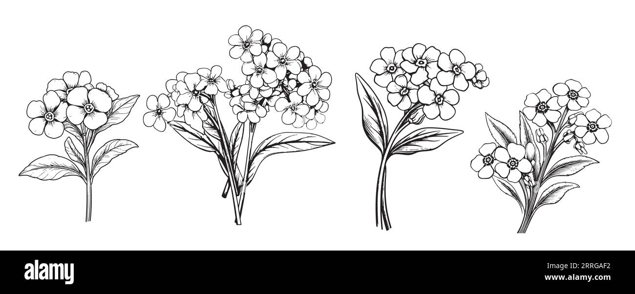 Forget Me Not Flower Drawing Black And White
