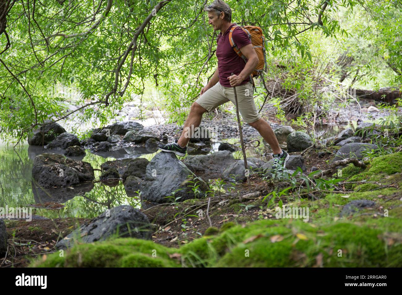 Hiker balances on rocks below forest canopy, stream edge Stock Photo ...