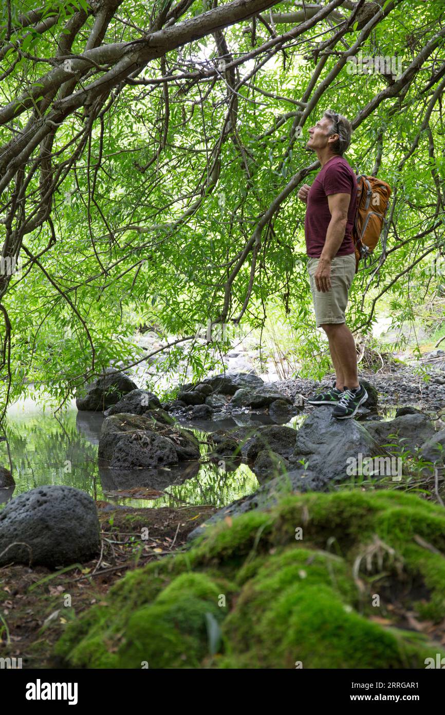 Hiker looks into forest canopy form stream edge Stock Photo - Alamy