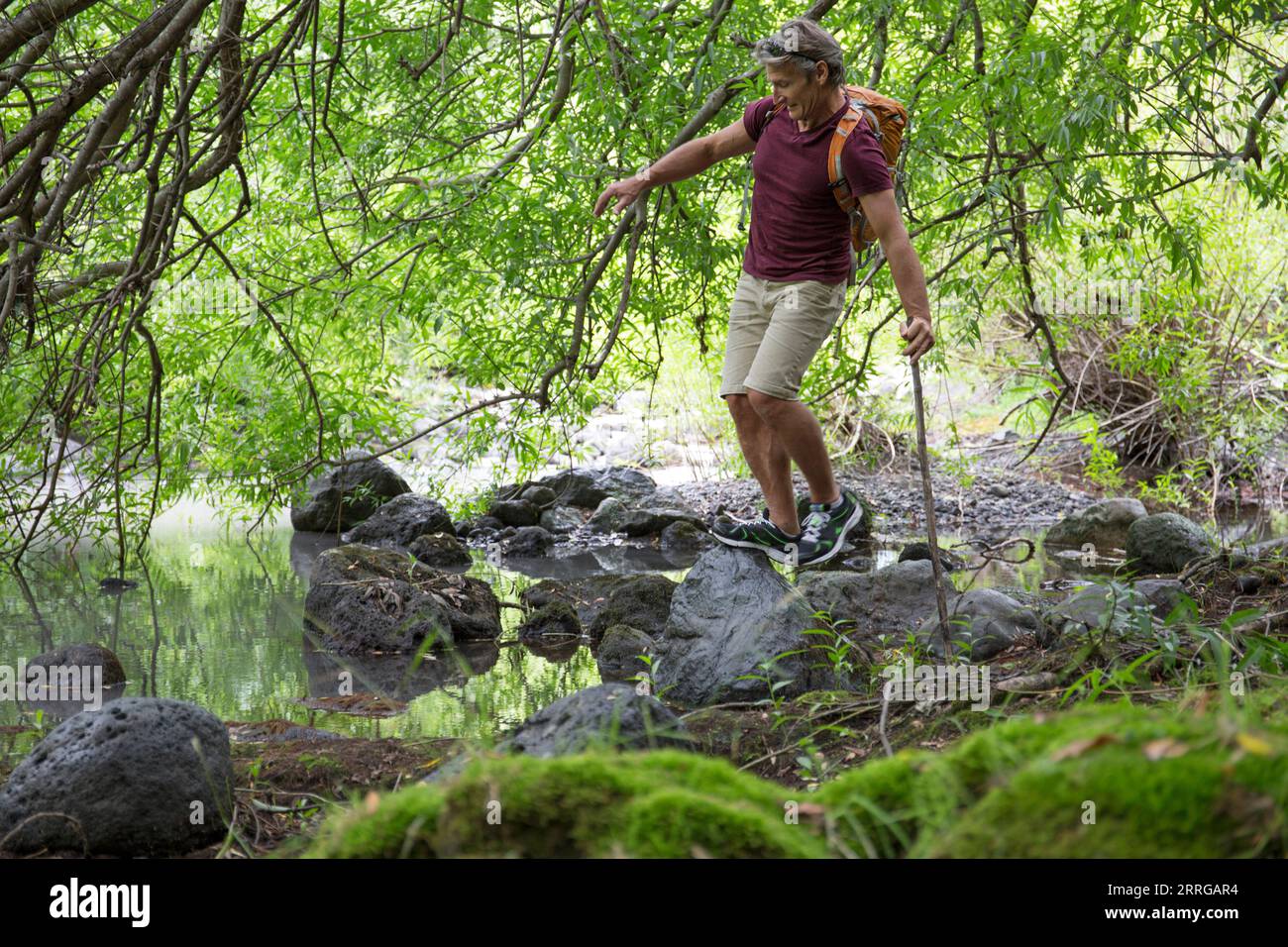 Hiker balances on rocks below forest canopy, stream edge Stock Photo ...