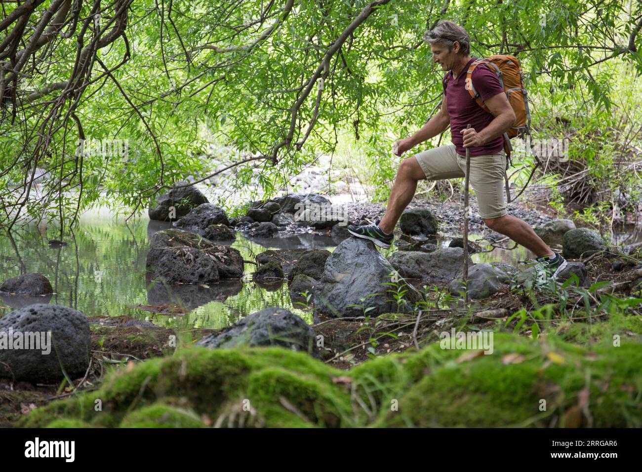 Hiker balances on rocks below forest canopy, stream edge Stock Photo - Alamy