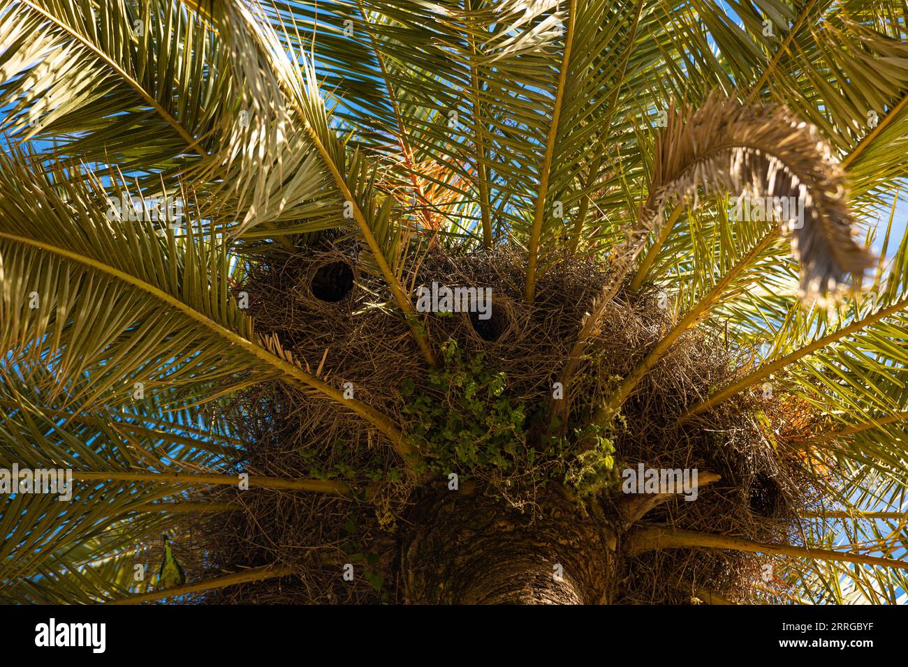 Birds parrots nests in a palm tree in Spain. Beautiful life in the palm ...