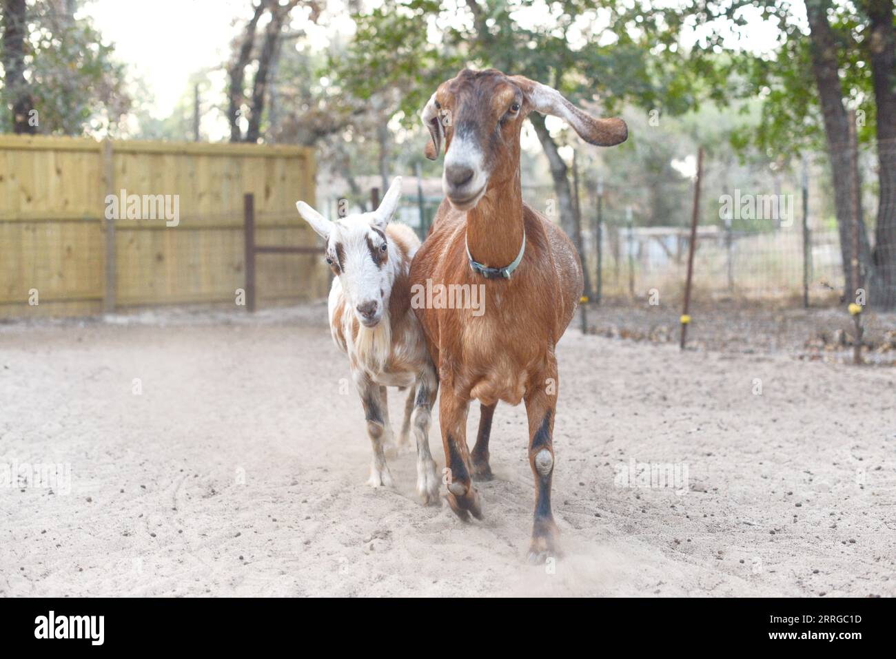 Nigeran Dwarf and Nubian Goats Stock Photo - Alamy