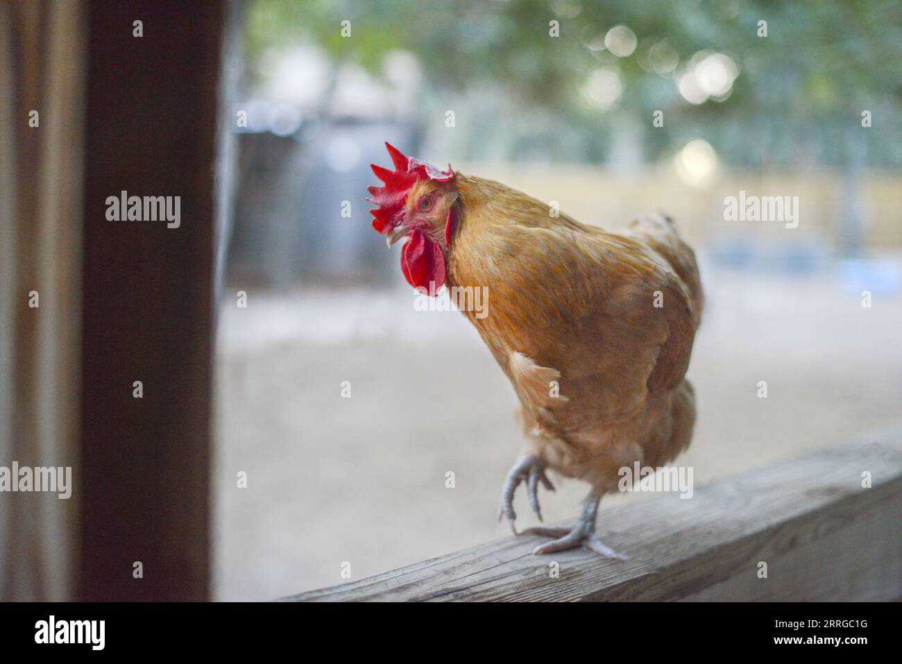 Red Chicken Walking on Deck Stock Photo - Alamy