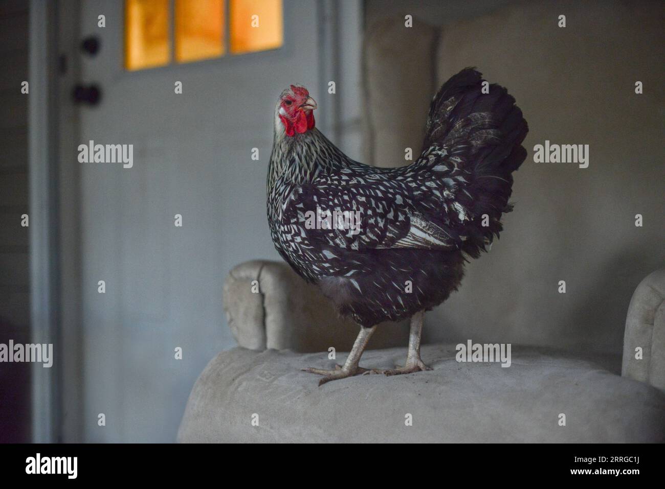 Chicken chair hi-res stock photography and images - Alamy