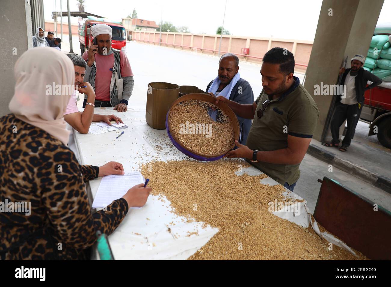 Egypt wheat farmer grain hi-res stock photography and images - Alamy