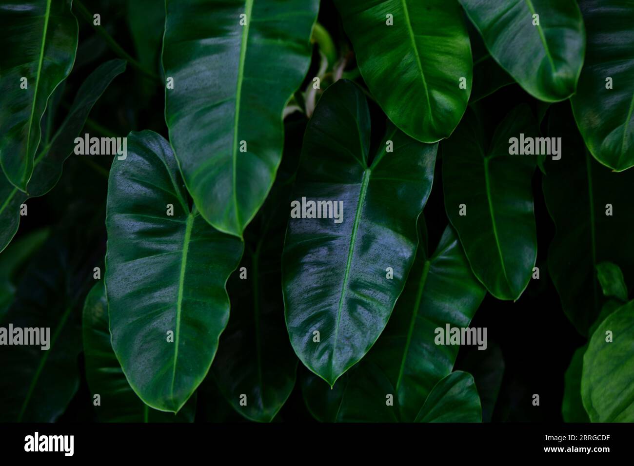 Philodendron leaves hi-res stock photography and images - Alamy