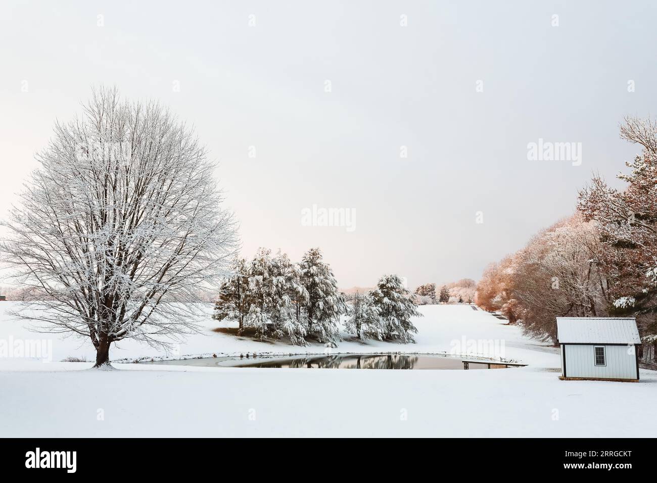 Snowy morning scenery of a pond and trees Stock Photo - Alamy