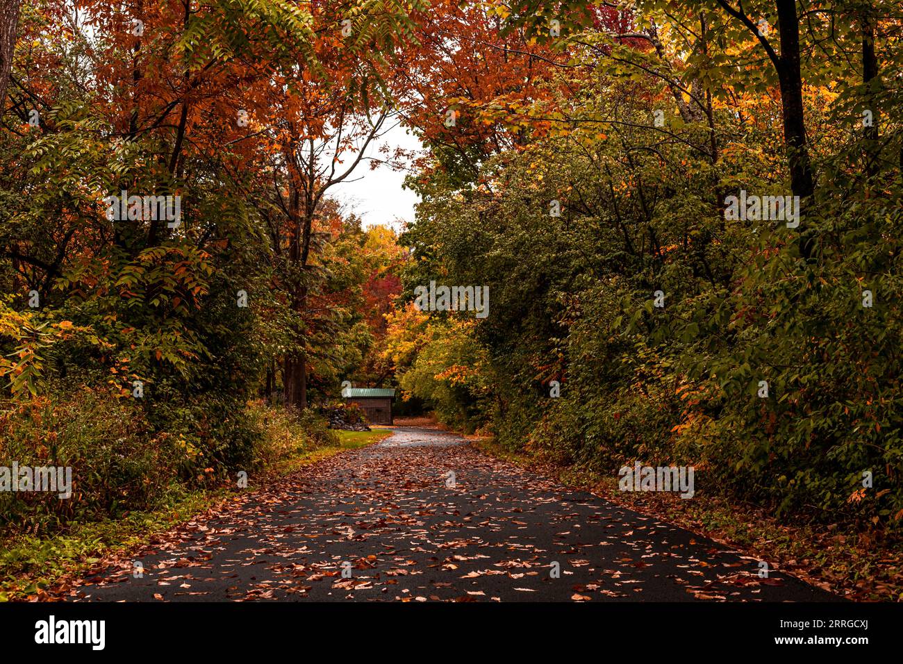 Fall Trees path leading to shed Stock Photo - Alamy