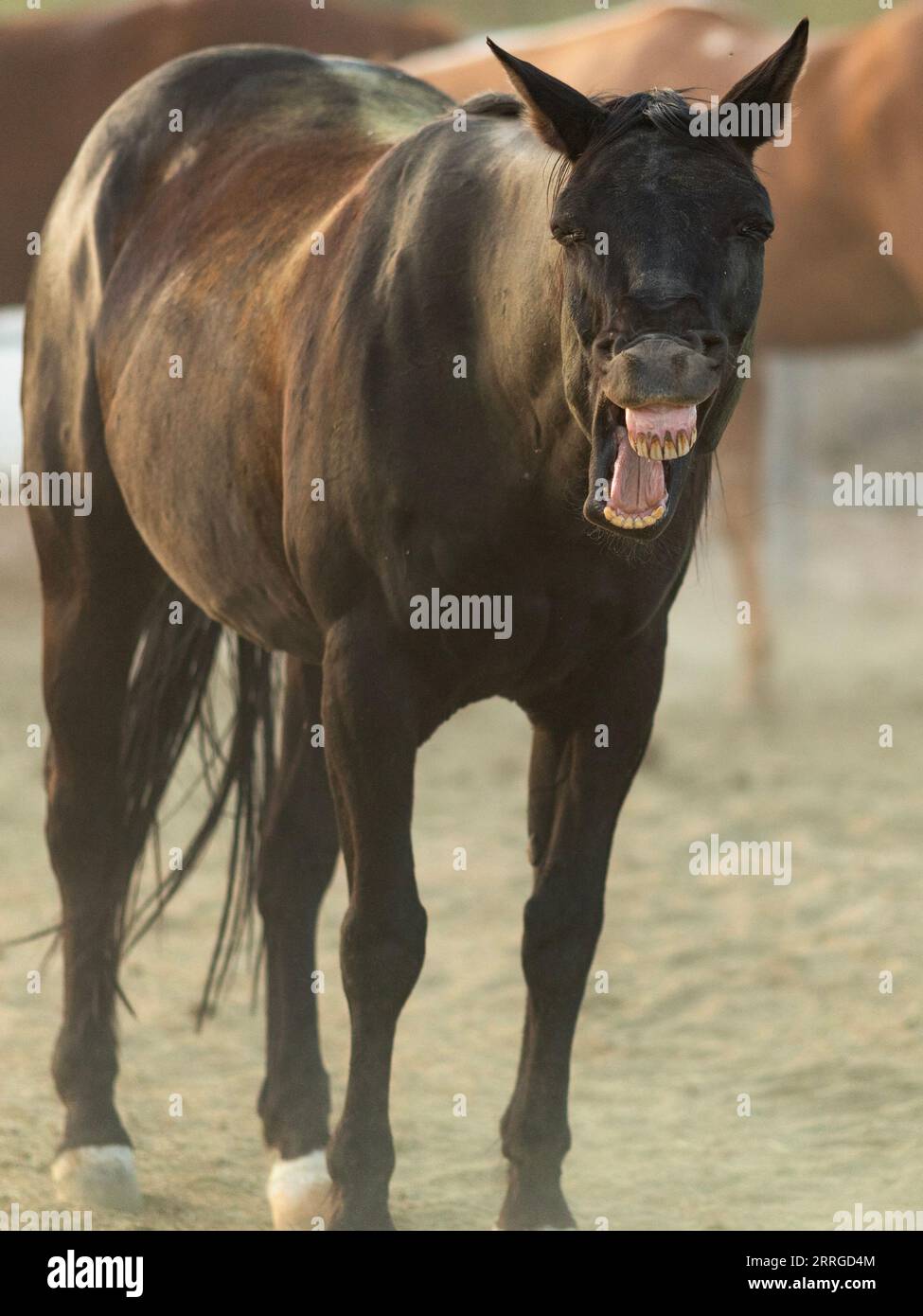 Black horse neighing at viewer from paddock vertical Stock Photo - Alamy