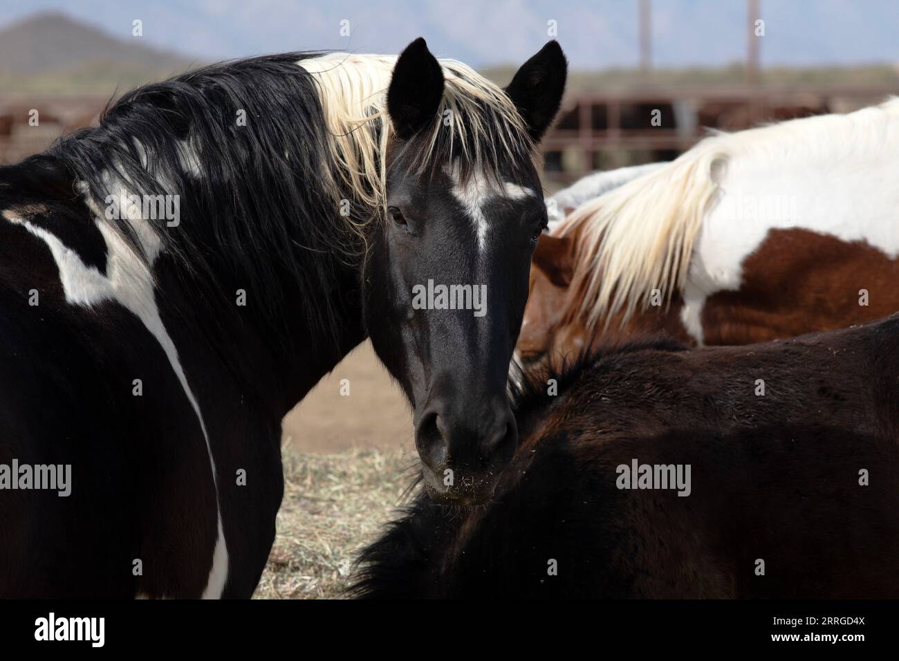 Head turned looking back at viewer hi-res stock photography and images ...
