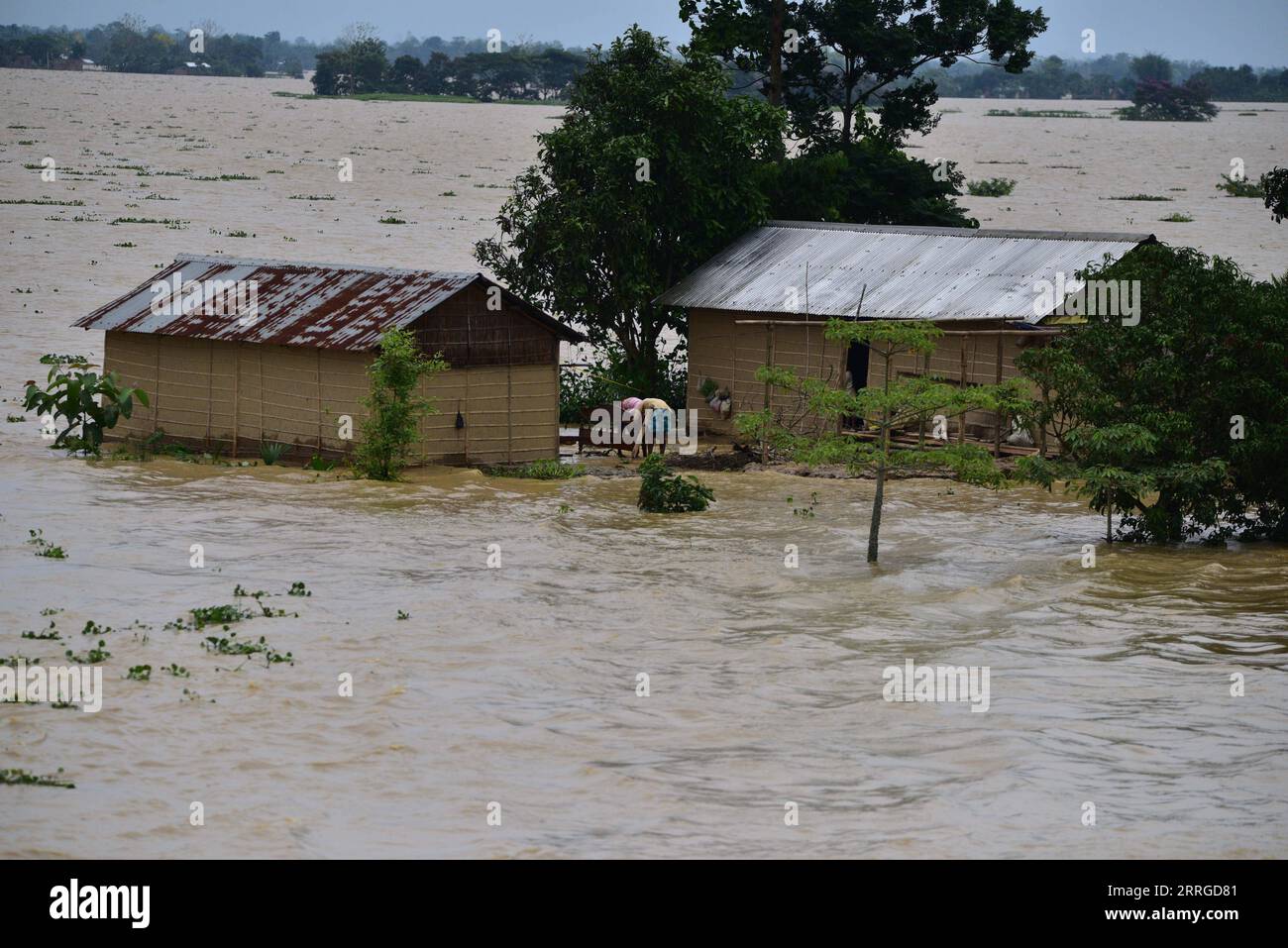 Kampur hi-res stock photography and images - Alamy