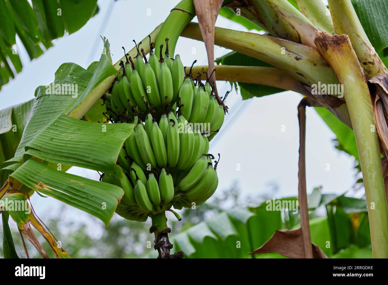 Harvest yellow bananas on market hi-res stock photography and images ...