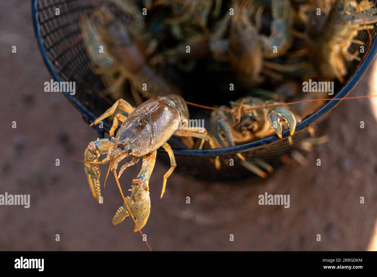 Crawfish trying to escape basket Stock Photo - Alamy