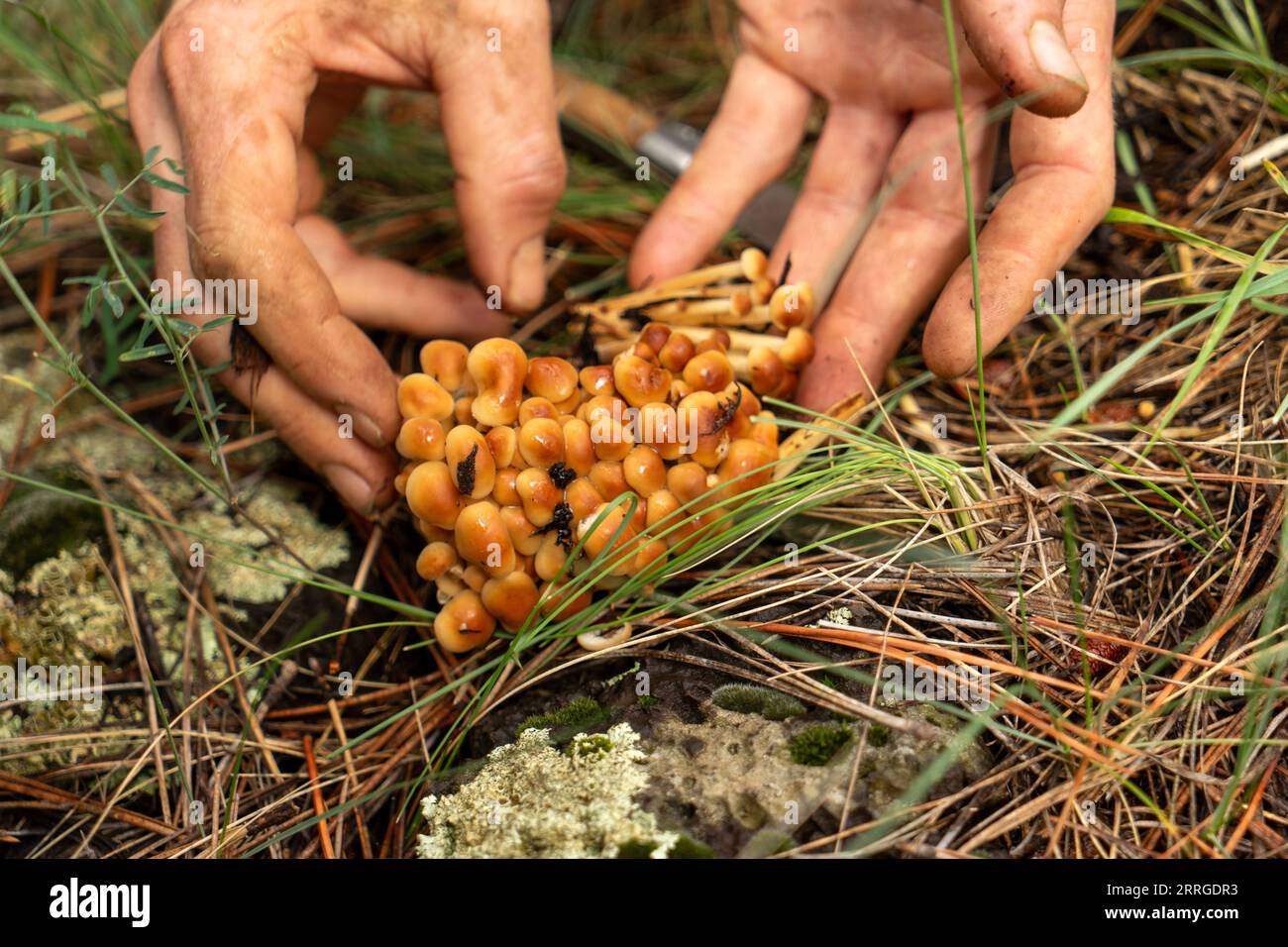 Hands cradling hi-res stock photography and images - Alamy