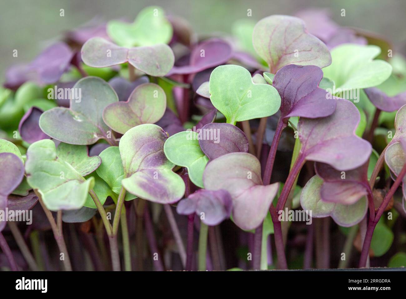 Harvesting microgreens hi-res stock photography and images - Alamy