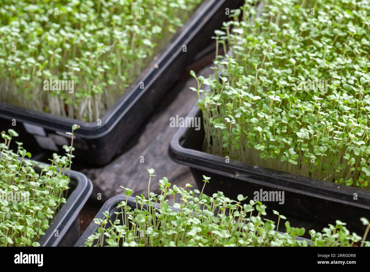 Micro greens in grow hi-res stock photography and images - Alamy